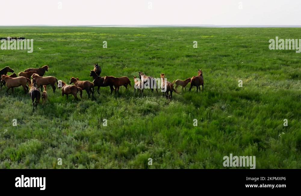 Wild Horses Running, Wild mustangs run on the beautiful green grass ...