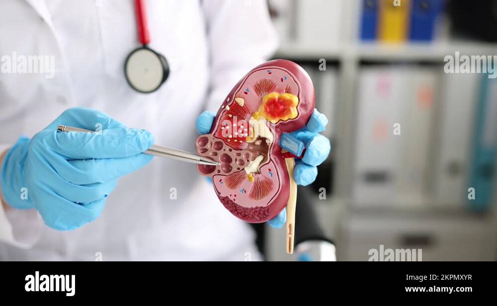 Organ layout Stock Videos & Footage - HD and 4K Video Clips - Alamy