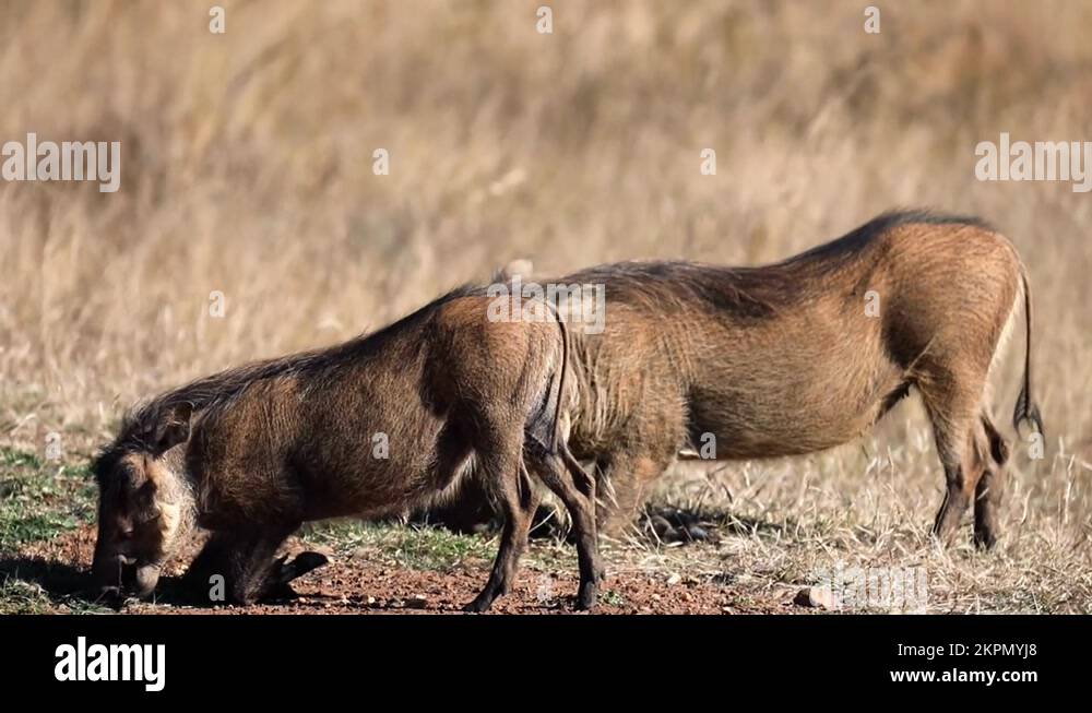 Pumba the lion king Stock Videos & Footage - HD and 4K Video Clips - Alamy