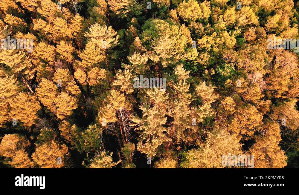 Top down trees sunset aerial Stock Videos & Footage - HD and 4K Video ...