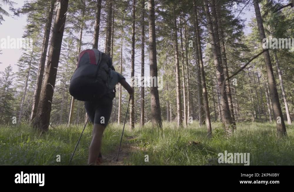Hiker with Heavy Backpack, Nordic Walking in Forest, Low Angle View ...