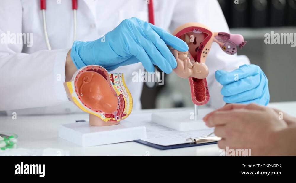 Uterus model Stock Videos & Footage - HD and 4K Video Clips - Alamy