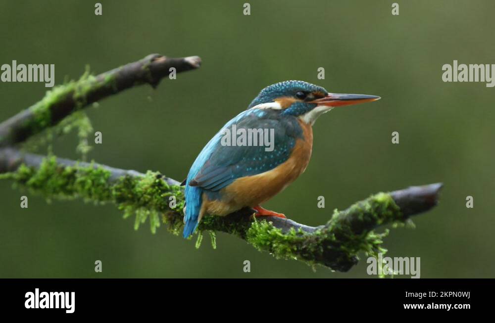 Kingfisher profile Stock Videos & Footage - HD and 4K Video Clips - Alamy