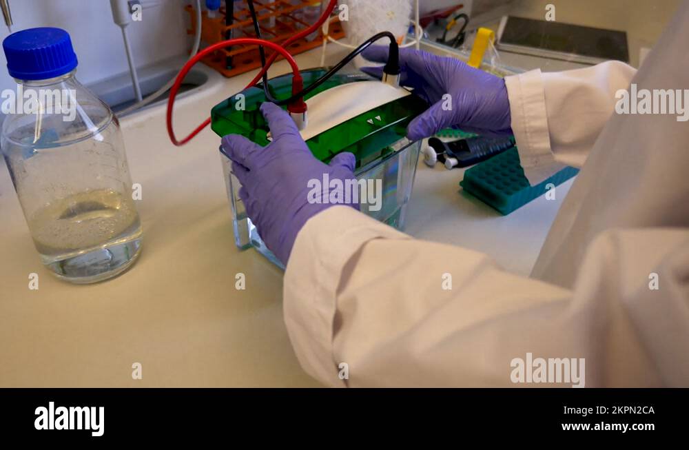 Western blotting apparatus buffer lid placement Stock Video Footage - Alamy