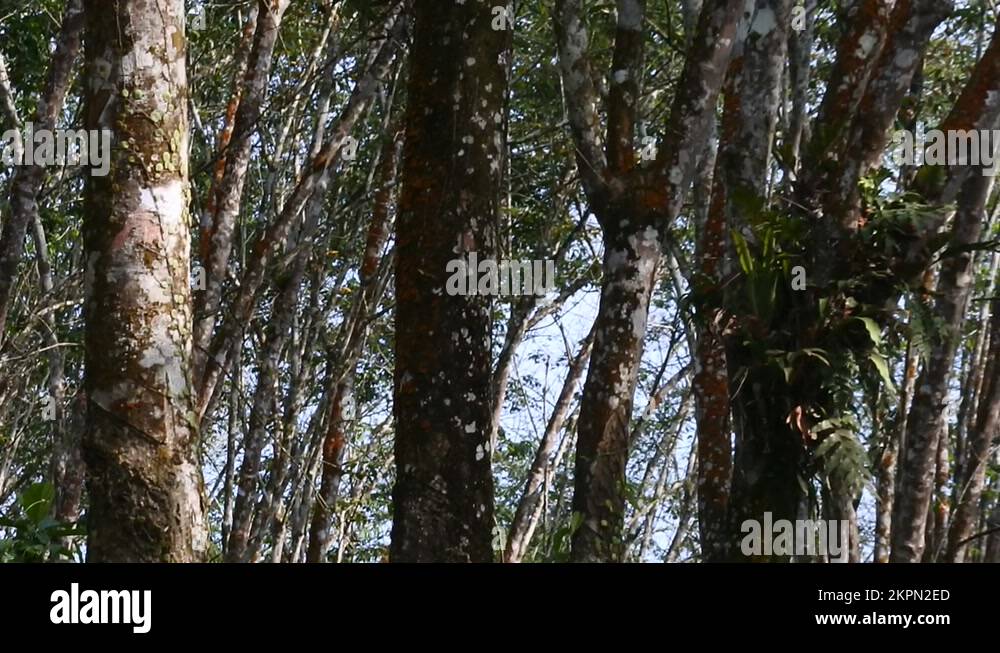 rubber trees view HD Video. Rubber latex extraction. Rubber production ...