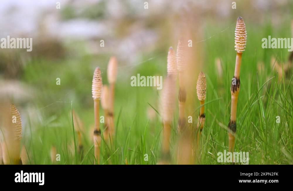 Field horsetail common horsetail equisetum Stock Videos & Footage - HD ...