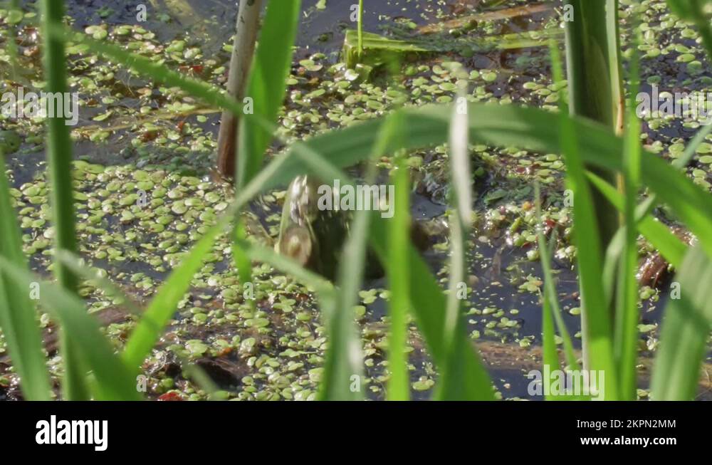 Frog water diving Stock Videos & Footage - HD and 4K Video Clips - Alamy