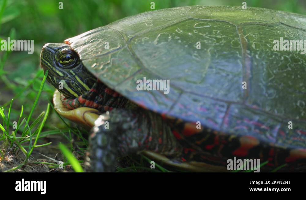Native american turtle Stock Videos & Footage - HD and 4K Video Clips ...