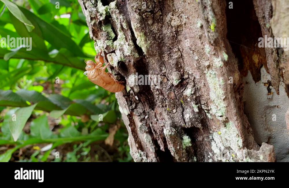 Cicada life cycle Stock Videos & Footage - HD and 4K Video Clips - Alamy