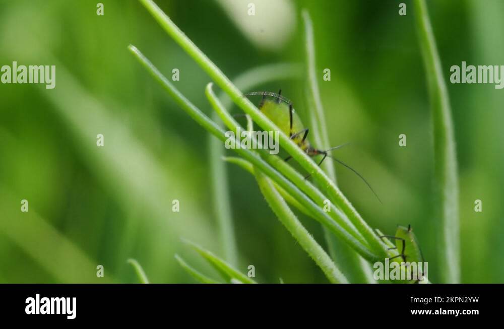 Aphids on the grass. Aphidomorpha Aphidoidea Stock Video Footage - Alamy
