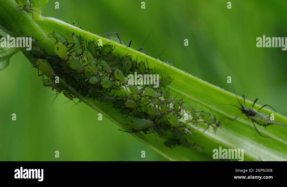 Aphids on the grass. Aphidomorpha Aphidoidea Stock Video Footage - Alamy