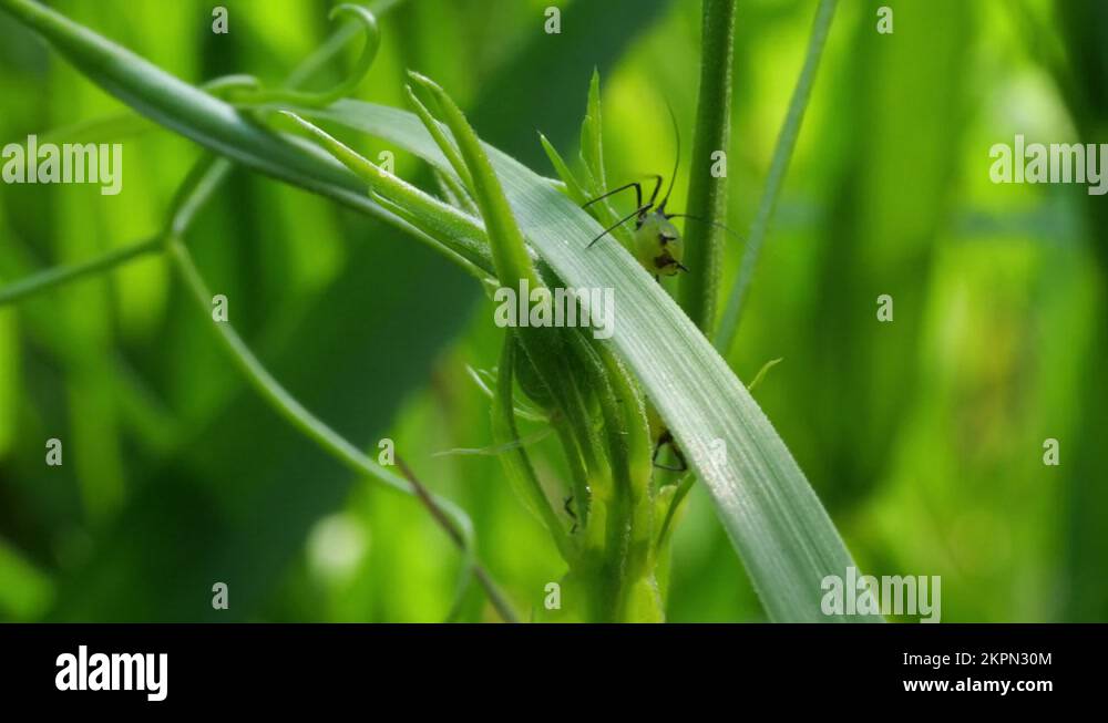 Aphids on the grass. Aphidomorpha Aphidoidea Stock Video Footage - Alamy