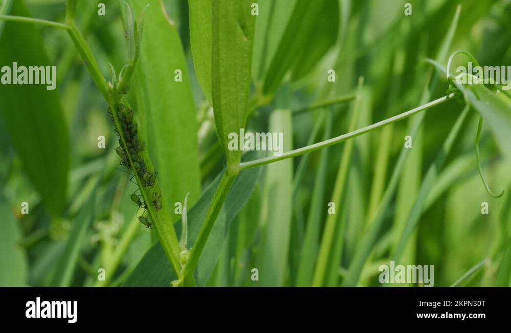 Aphids on the grass. Aphidomorpha Aphidoidea Stock Video Footage - Alamy