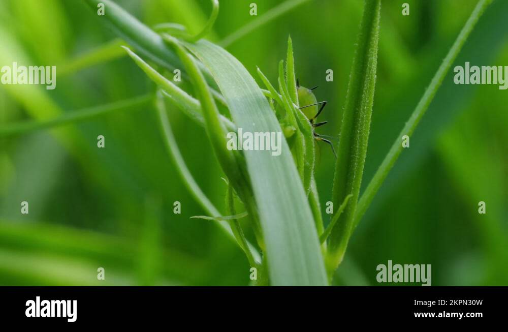 Aphids on the grass. Aphidomorpha Aphidoidea Stock Video Footage - Alamy