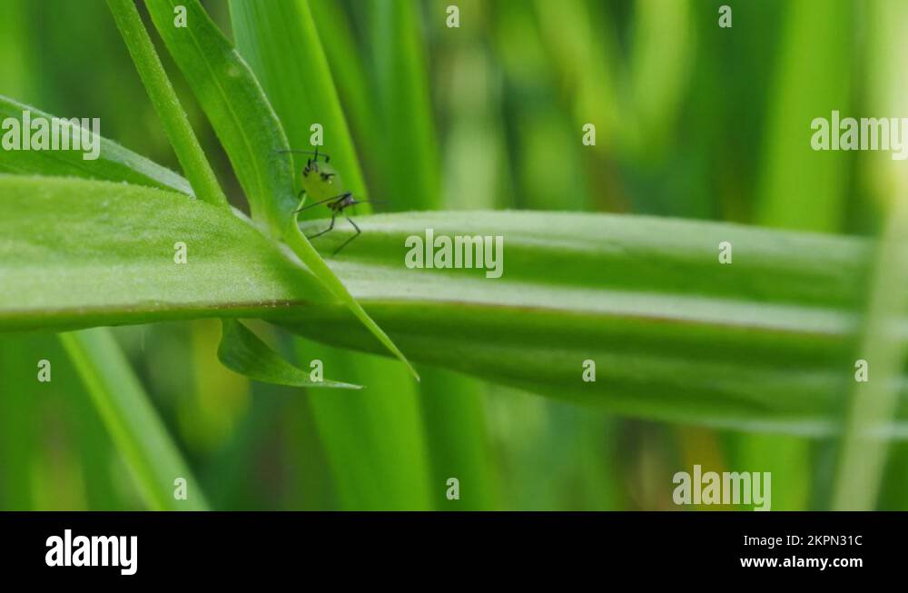 Aphids on the grass. Aphidomorpha Aphidoidea Stock Video Footage - Alamy