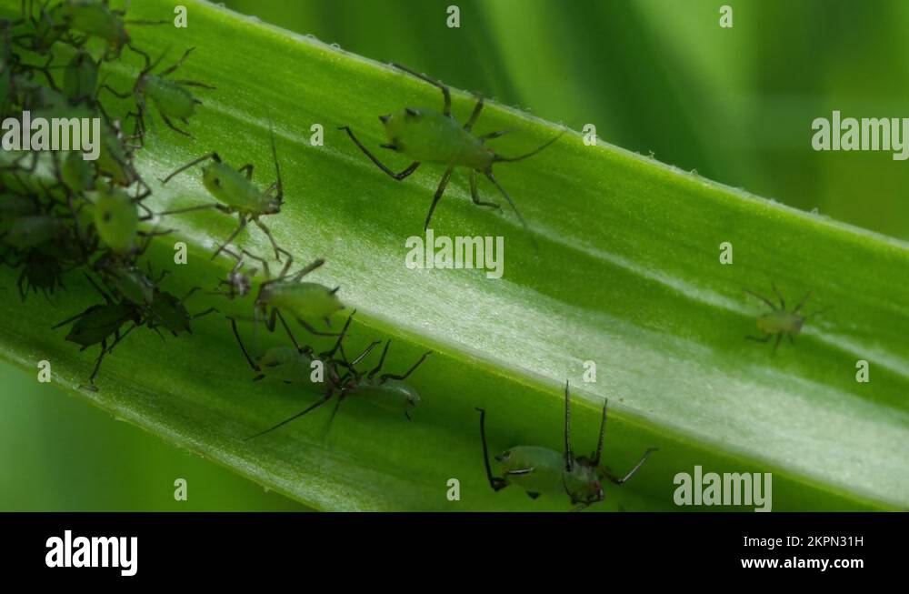 Aphids on the grass. Aphidomorpha Aphidoidea Stock Video Footage - Alamy