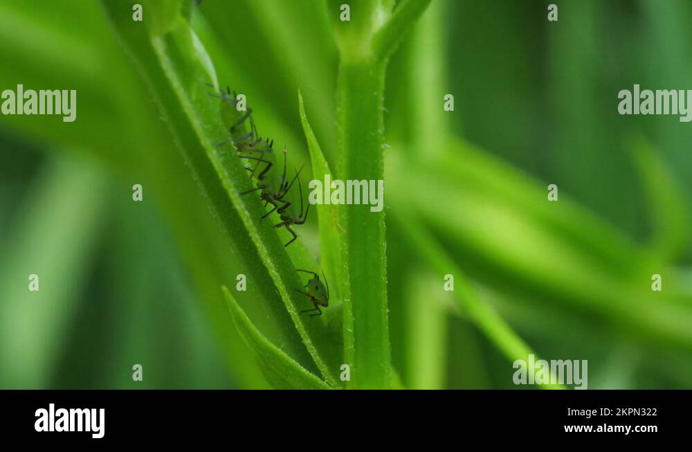 Aphids on the grass. Aphidomorpha Aphidoidea Stock Video Footage - Alamy