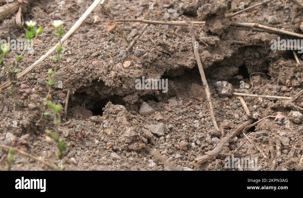 Formica rufa nest Stock Videos & Footage - HD and 4K Video Clips - Alamy