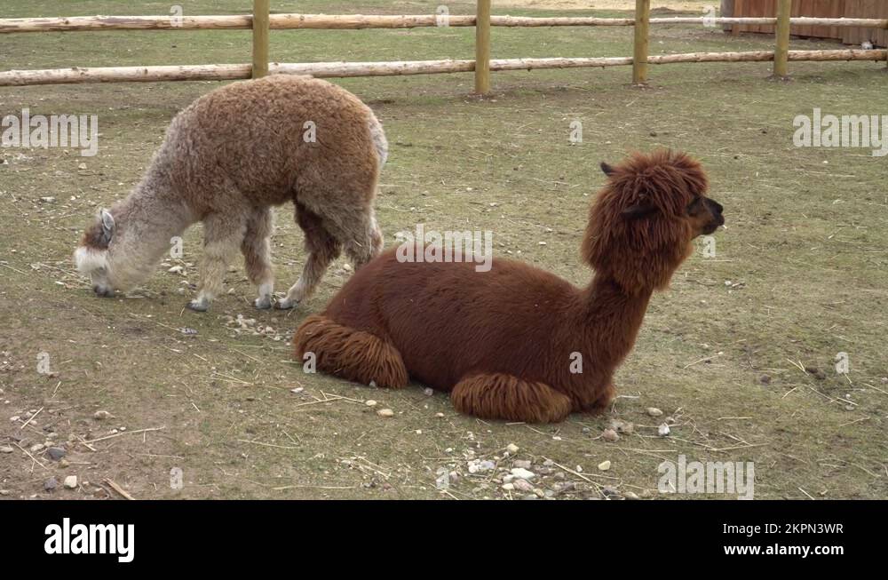 Farm animals together Stock Videos & Footage - HD and 4K Video Clips ...