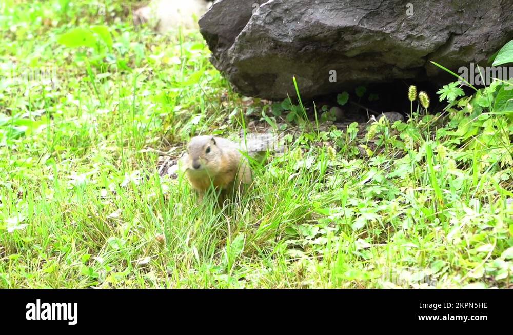 Gopher gophers ground squirrel Stock Videos & Footage - HD and 4K Video ...