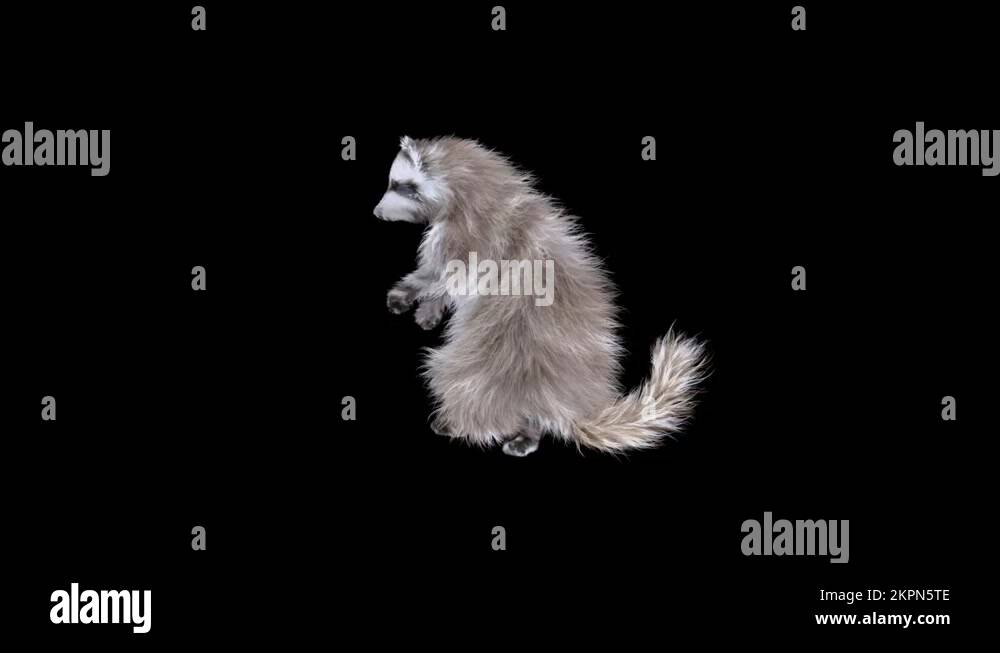 Raccoon cartoon Stock Videos & Footage - HD and 4K Video Clips - Alamy