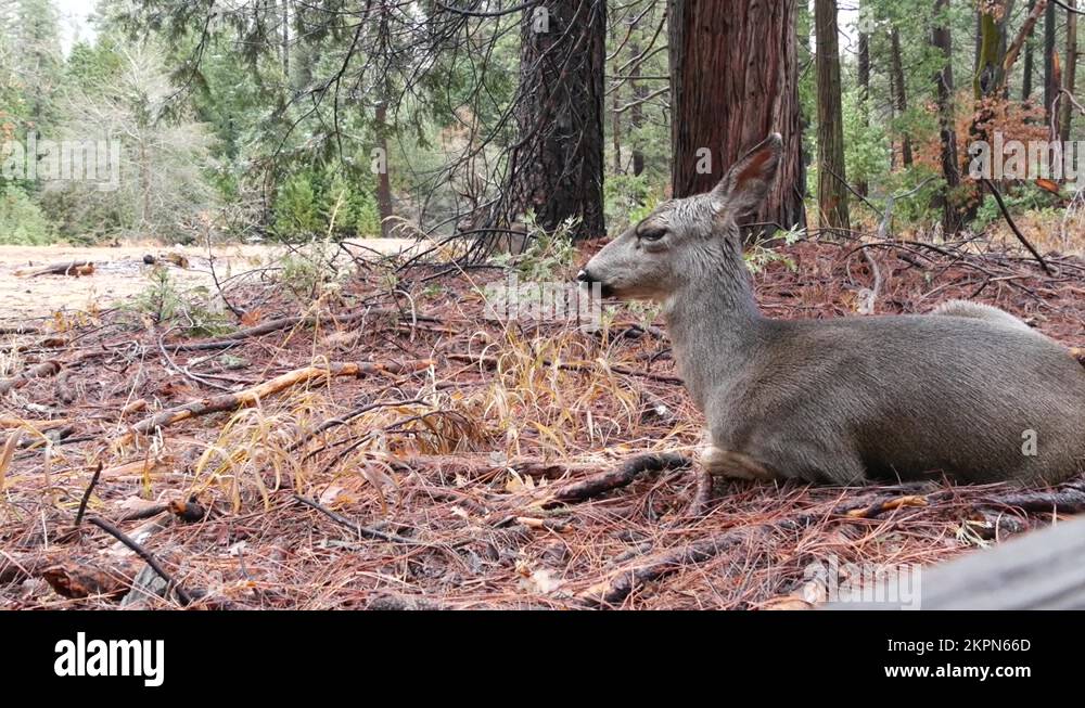 Doe hind Stock Videos & Footage - HD and 4K Video Clips - Alamy