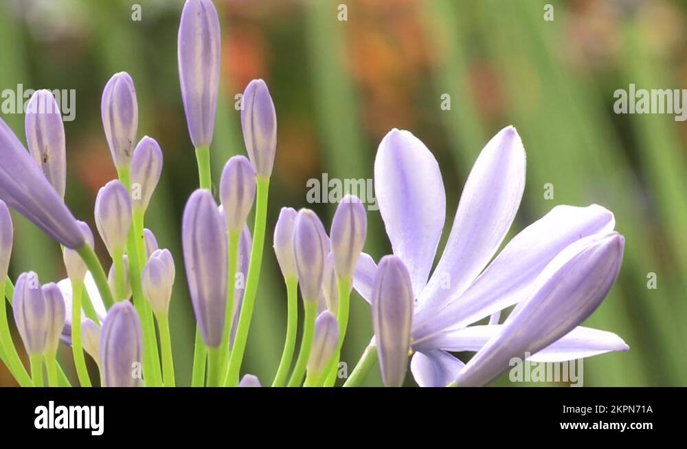 Open and closed flower Stock Videos & Footage - HD and 4K Video Clips ...