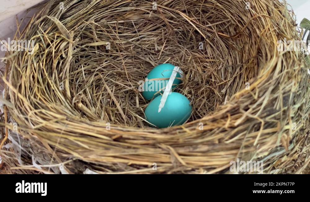 Robin blue Stock Videos & Footage - HD and 4K Video Clips - Alamy