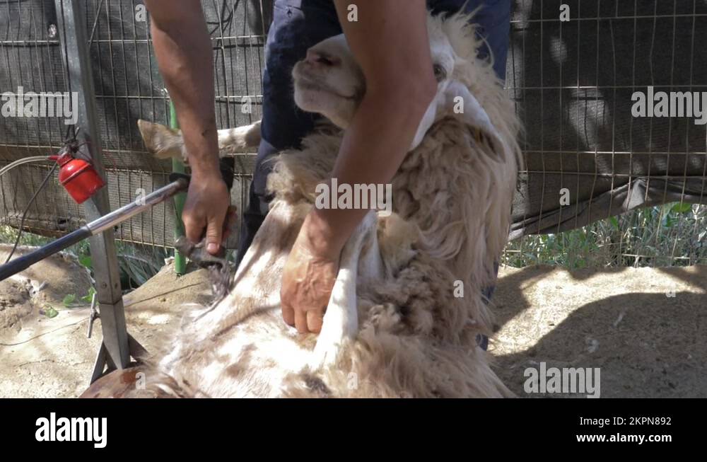 Australian sheep farmer shearing Stock Videos & Footage - HD and 4K ...