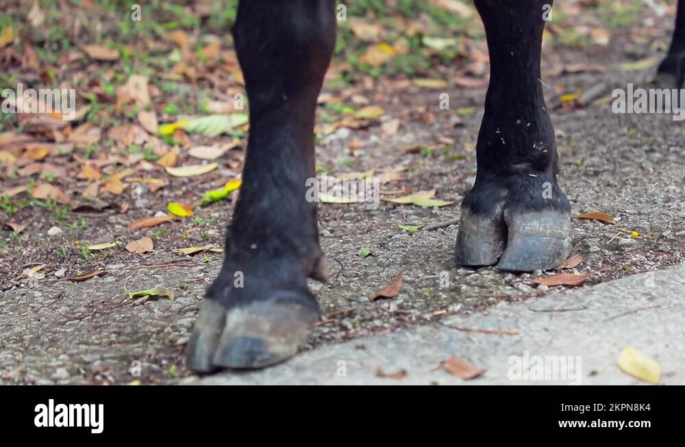 A stationary footage of the feet of a cow while walking on cement with ...