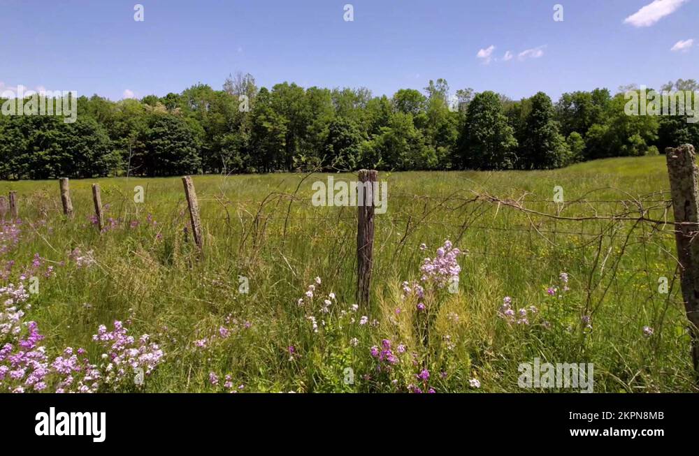 Fence line and wildflowers Stock Videos & Footage - HD and 4K Video ...