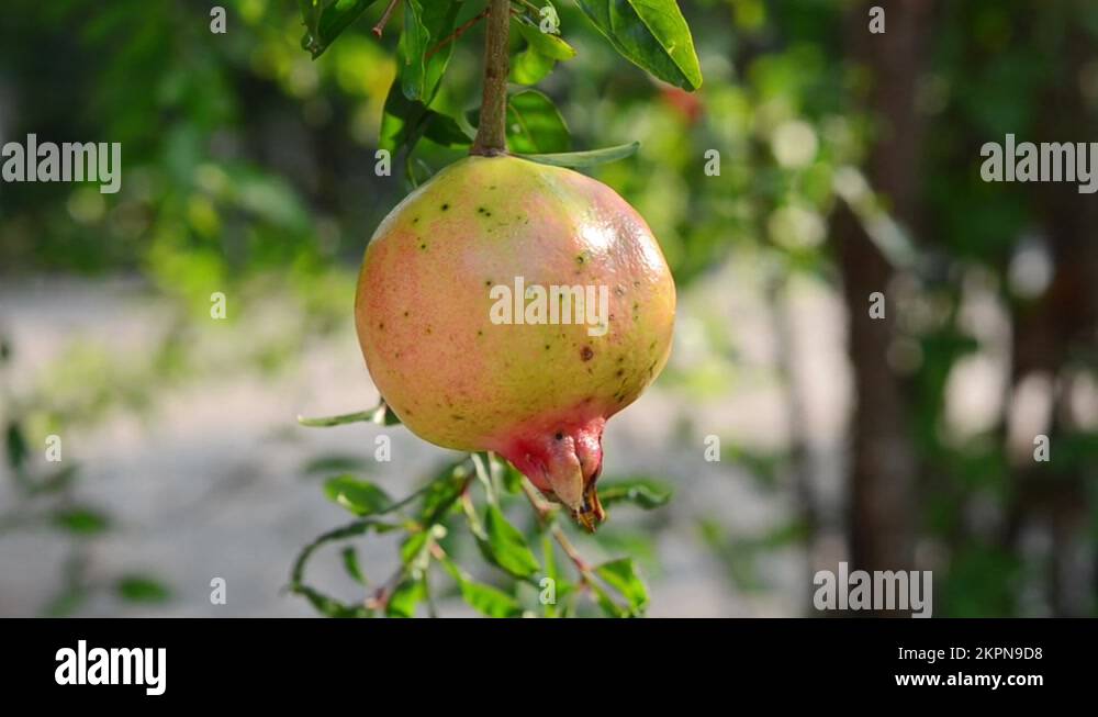 Pomegranate hanging on tree Stock Videos & Footage - HD and 4K Video ...
