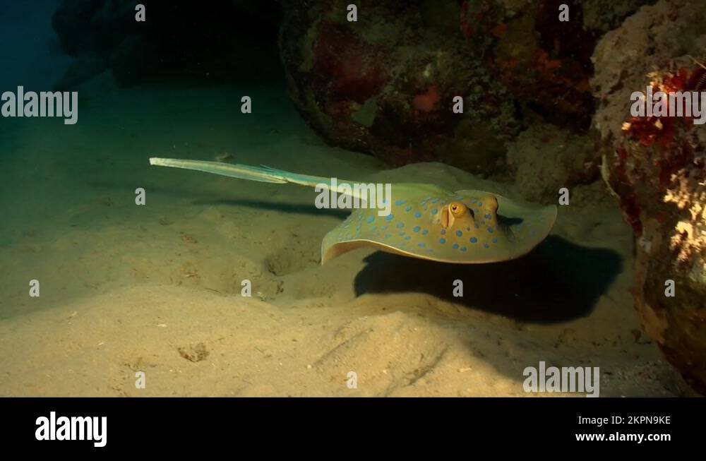 Blue spotted ray swimming over tropical coral reef in the red sea Stock ...