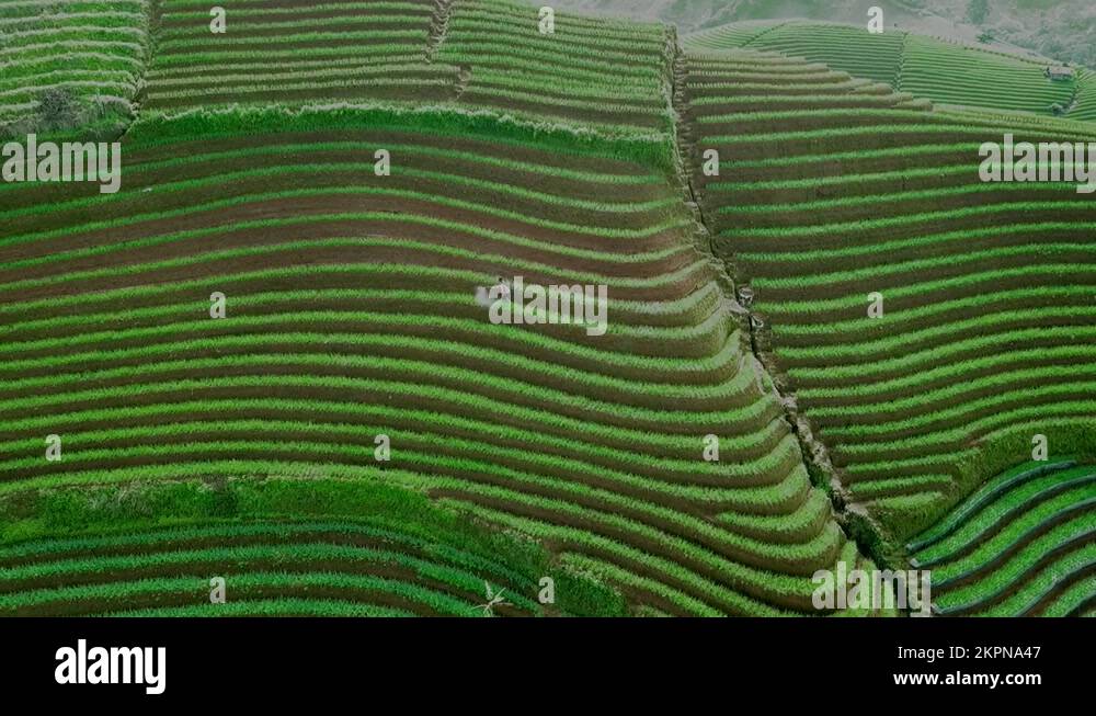 Terasering Stock Videos & Footage - HD and 4K Video Clips - Alamy