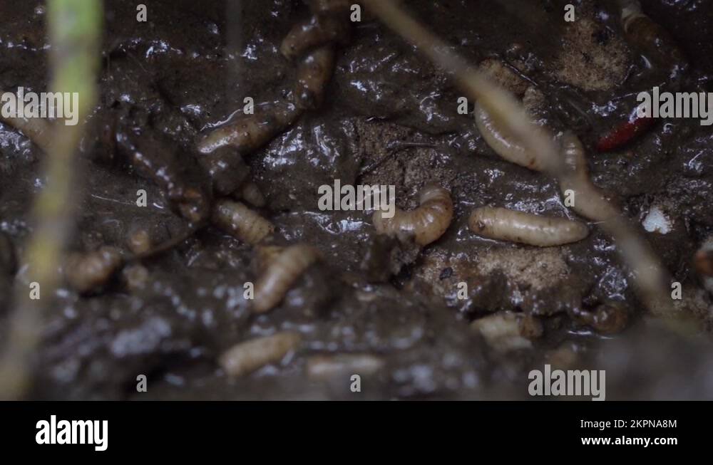 Entomology fauna Stock Videos & Footage - HD and 4K Video Clips - Alamy