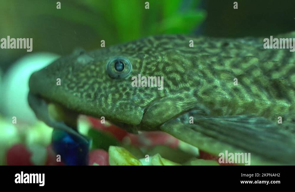 Endangered species fish Stock Videos & Footage - HD and 4K Video Clips ...