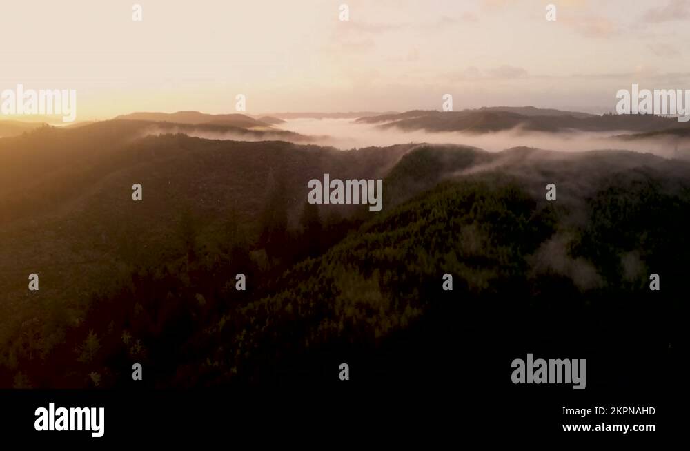 Pacific northwest forest fog Stock Videos & Footage - HD and 4K Video Clips - Alamy