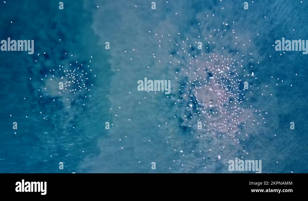Sewage discharge into the sea Stock Videos & Footage - HD and 4K Video ...