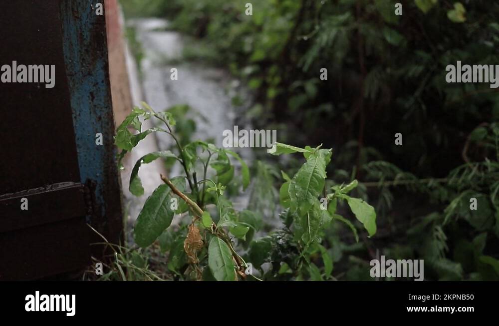 Falling plants Stock Videos & Footage - HD and 4K Video Clips - Alamy