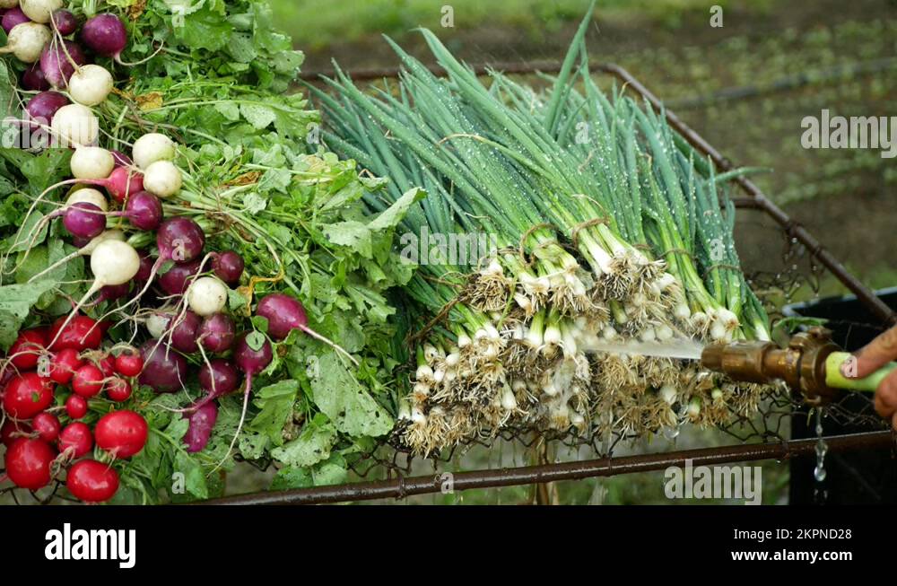 Onion bulb allium cepa Stock Videos & Footage - HD and 4K Video Clips ...