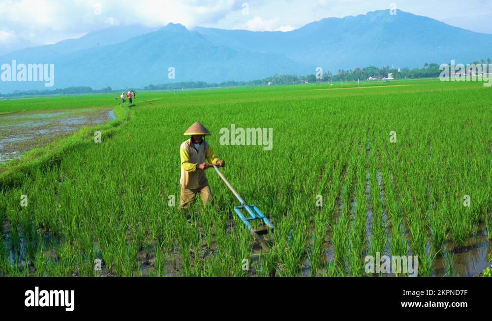 Traditional harrowing Stock Videos & Footage - HD and 4K Video Clips ...