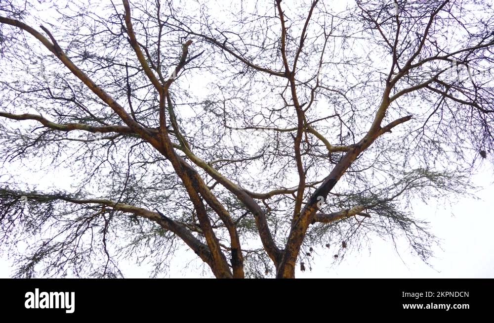 Tree with no branches Stock Videos & Footage - HD and 4K Video Clips ...