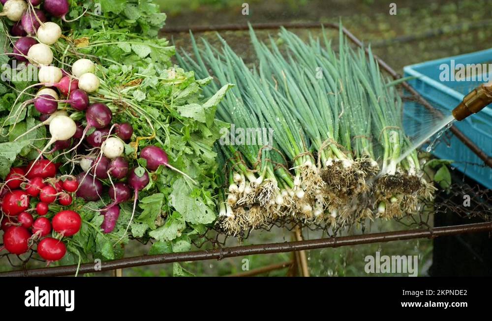 Allium stem Stock Videos & Footage - HD and 4K Video Clips - Alamy