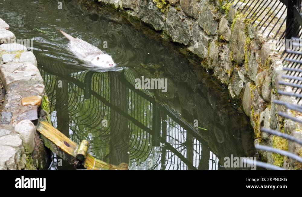 White tailed rat Stock Videos & Footage - HD and 4K Video Clips - Alamy