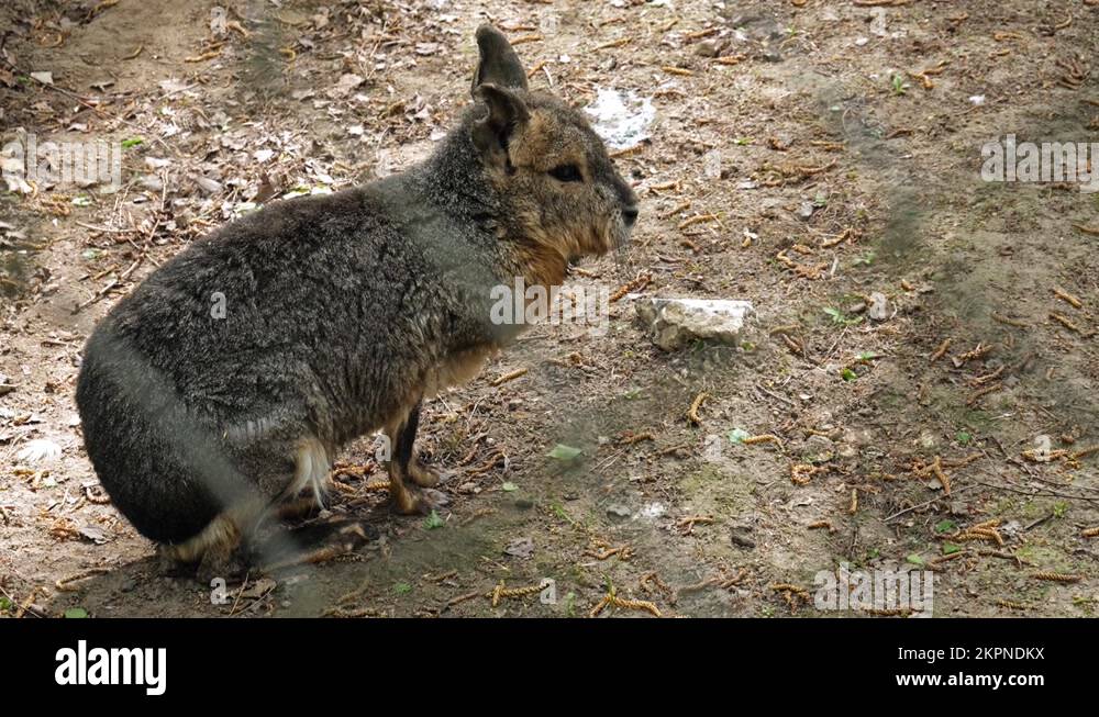 Domestic rabbit side profile Stock Videos & Footage - HD and 4K Video ...