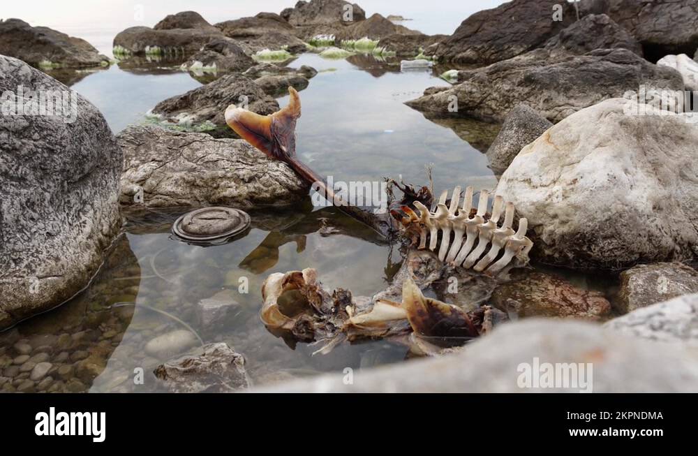 Animals plastic pollution Stock Videos & Footage - HD and 4K Video ...