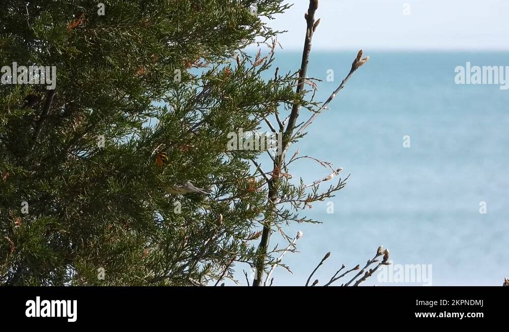 Warbler house Stock Videos & Footage - HD and 4K Video Clips - Alamy