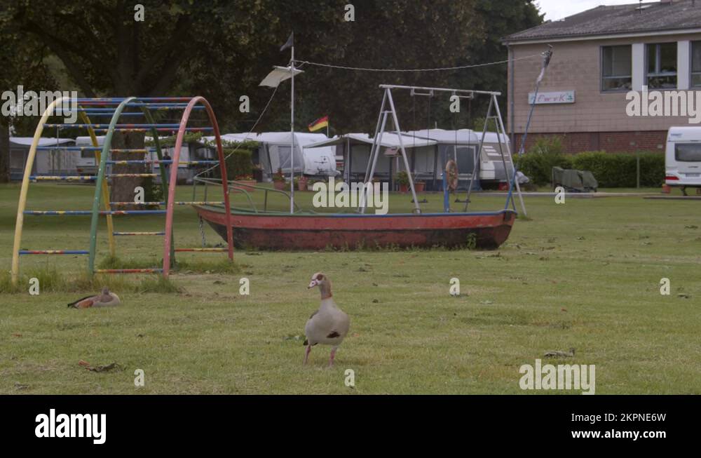 A goose in a meadow in front of a rusty and sadly abandoned playground ...