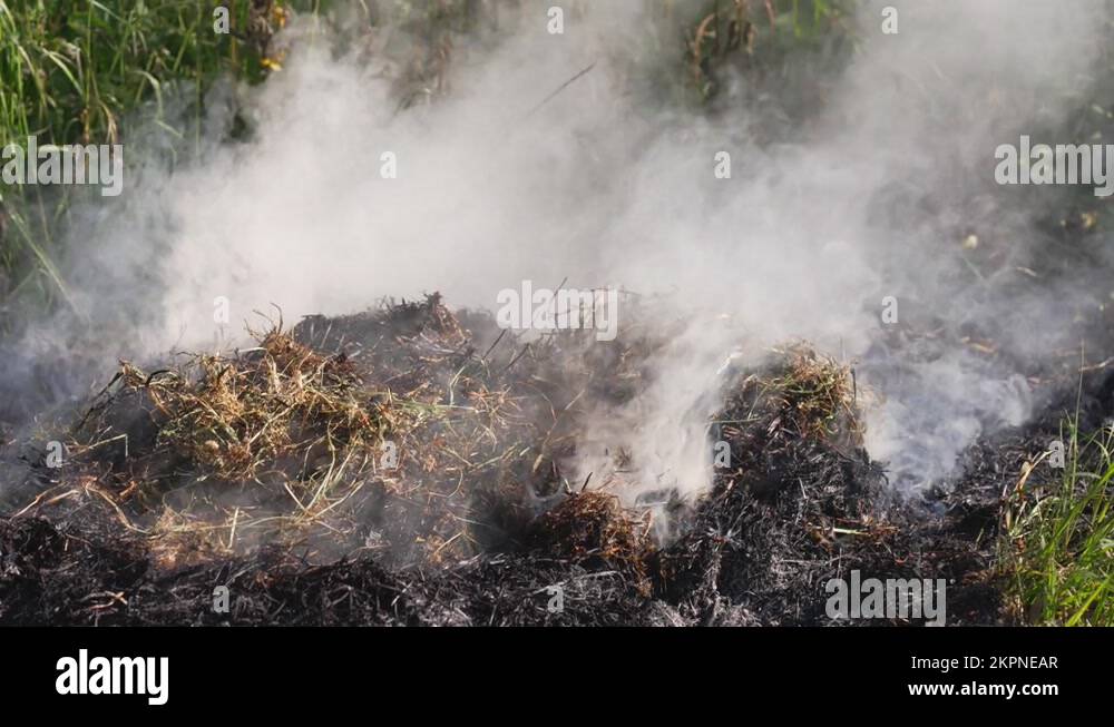 Stubble grass Stock Videos & Footage - HD and 4K Video Clips - Alamy