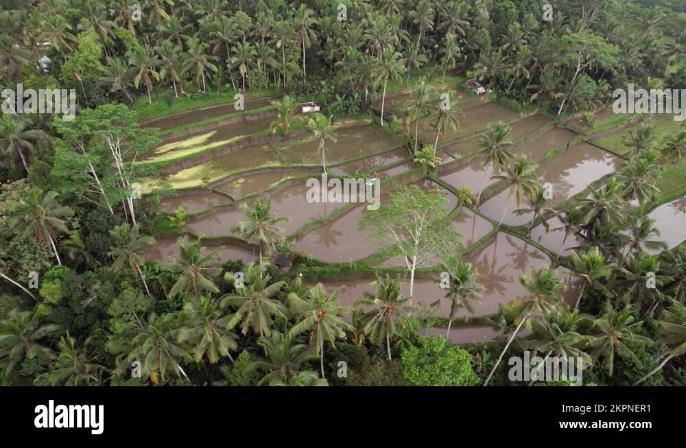 Waterlogged rice fields surround with palm trees, some coconuts grow at ...